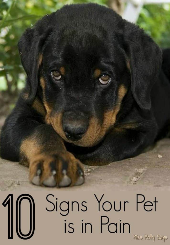 10 Signs Your Pet is in Pain - Miss Molly Says