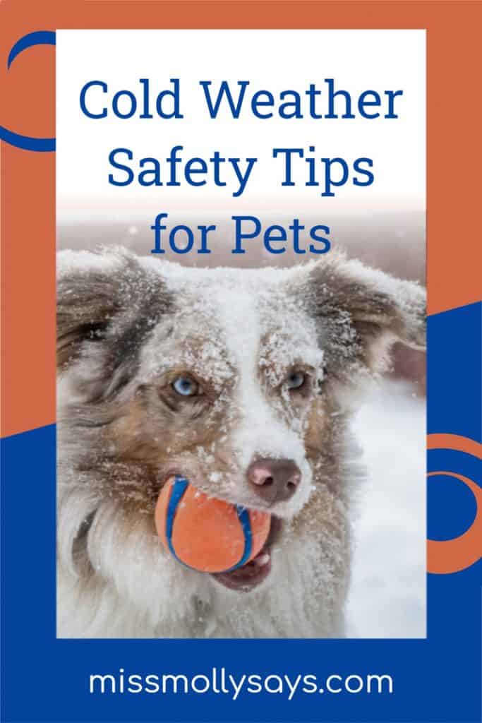Cold Weather Safety Tips for Pets - Miss Molly Says