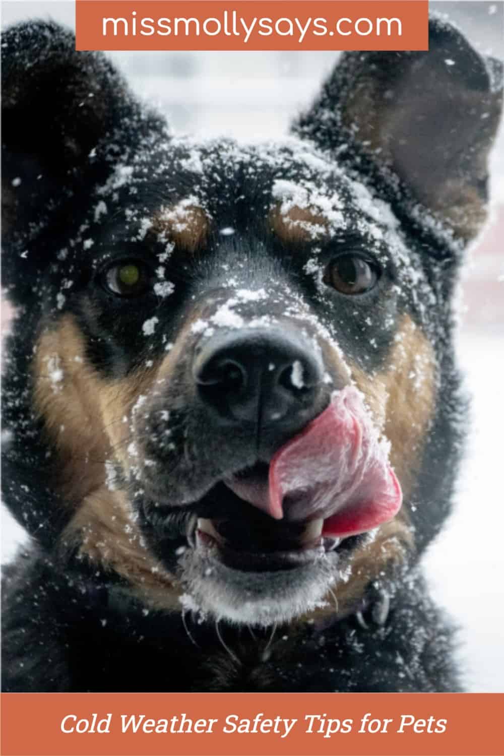 Cold Weather Safety Tips for Pets - Miss Molly Says