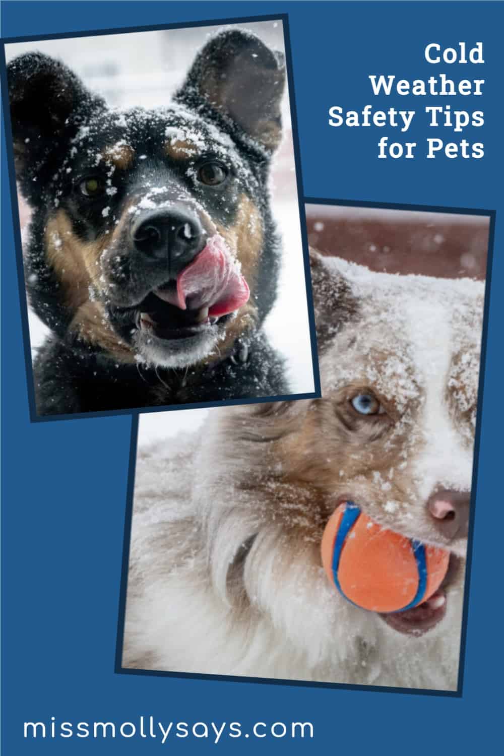 Cold Weather Safety Tips for Pets - Miss Molly Says