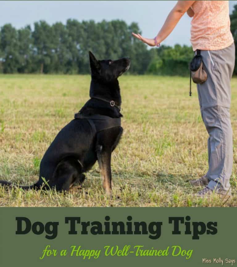 7 Dog Training Tips for a Happy Well-Trained Dog