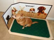 Piddle Place: Portable Indoor Puppy & Dog Potty - Miss Molly Says