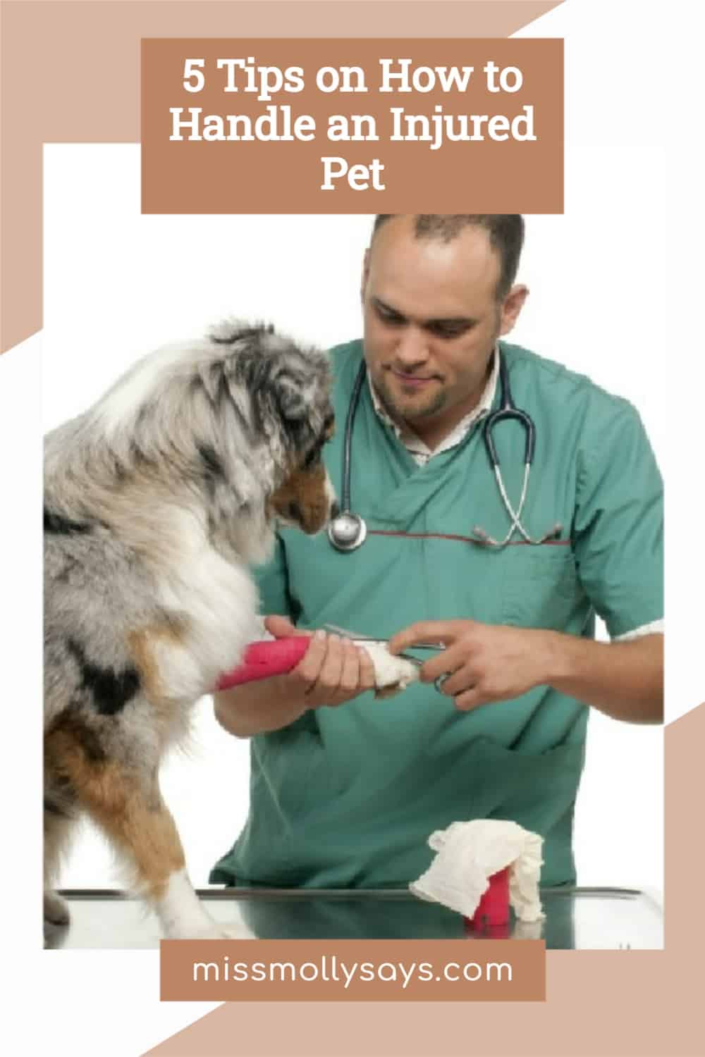 5 Tips on How to Handle an Injured Pet - Miss Molly Says