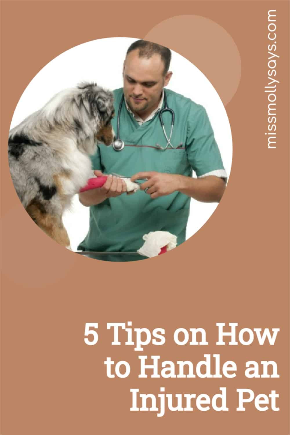 5 Tips on How to Handle an Injured Pet - Miss Molly Says