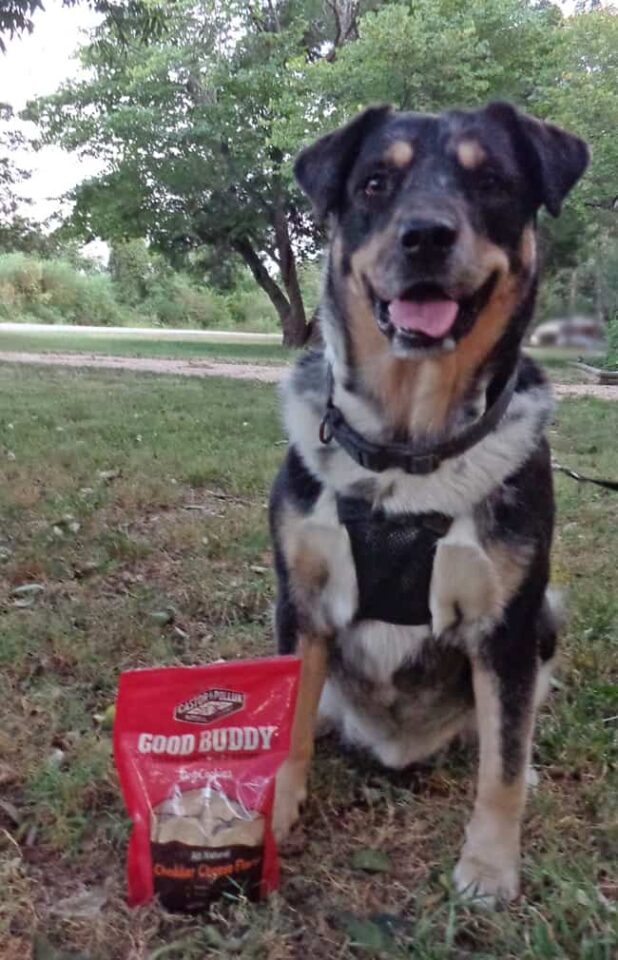Good Buddy Cheddar Cheese Flavor Dog Treats Review - Miss Molly Says
