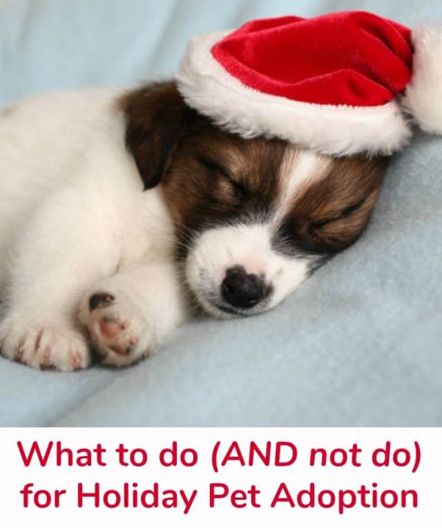 What to do (and not do) for Holiday Pet Adoption - Miss Molly Says