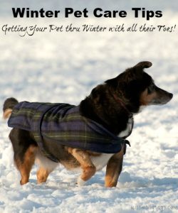Winter Pet Care Tips: Getting Your Pet thru Winter