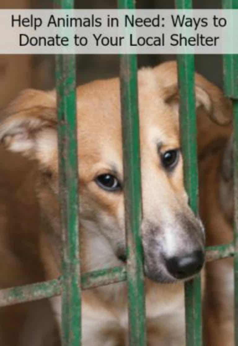 Help Animals in Need: Ways to Donate to Your Local Shelter - Miss Molly ...