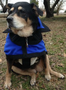 The Rein Coat: An All Natural Solution for Anxiety - Miss Molly Says