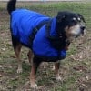 The Rein Coat: An All Natural Solution for Anxiety - Miss Molly Says