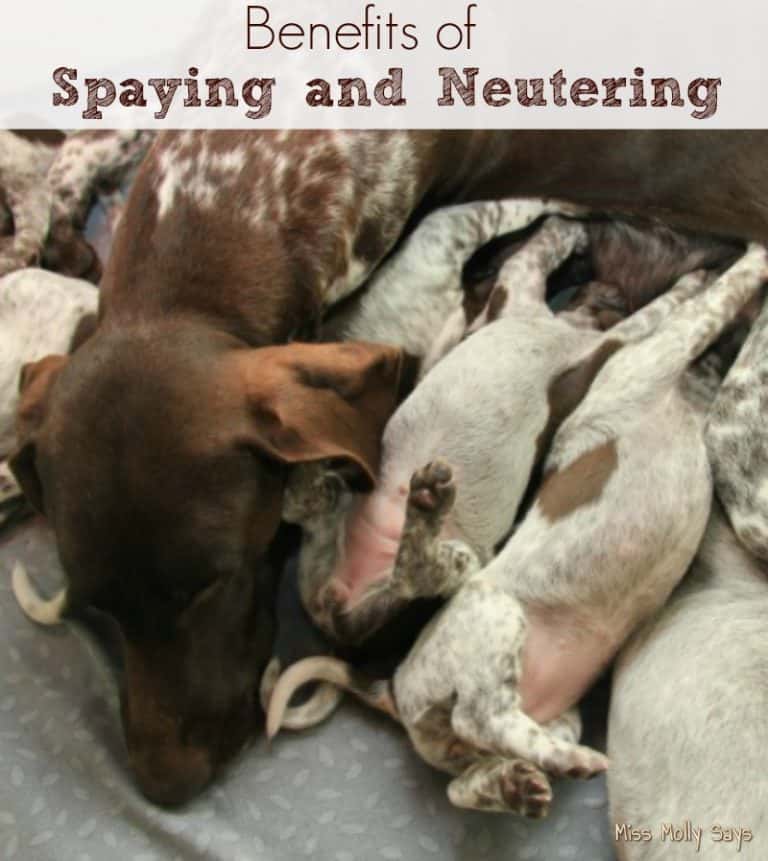 Benefits of Spaying and Neutering - Miss Molly Says