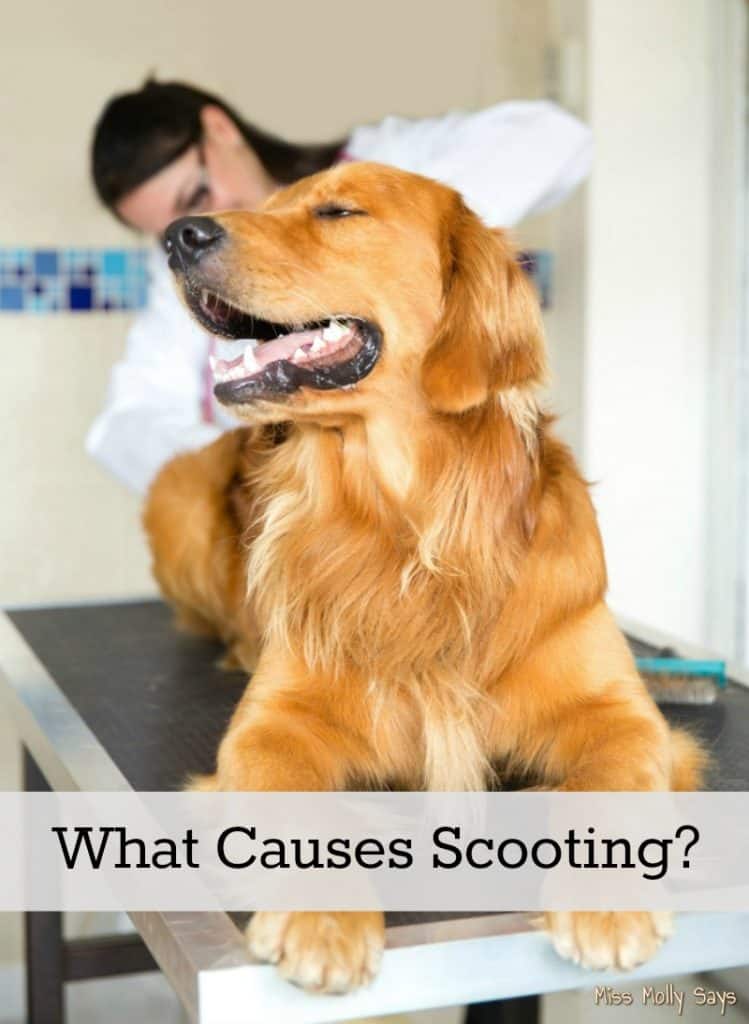 What Causes Scooting? - Miss Molly Says