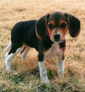 How To Obedience Train Your Puppy With the Rewards Systems - Miss Molly ...
