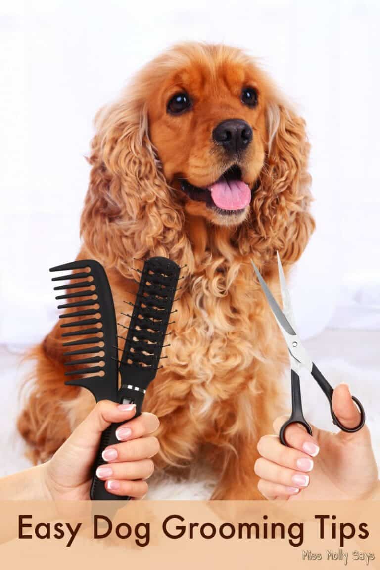 Easy Dog Grooming Tips - Miss Molly Says