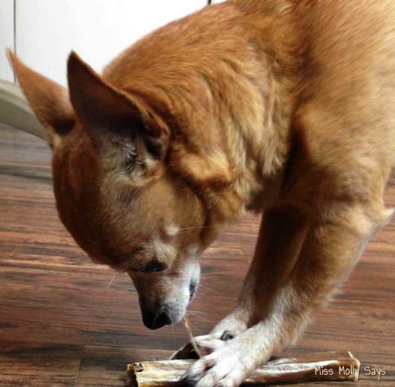 Best Bully Sticks Dog Chews - A Great Alternative to Rawhides - Miss ...