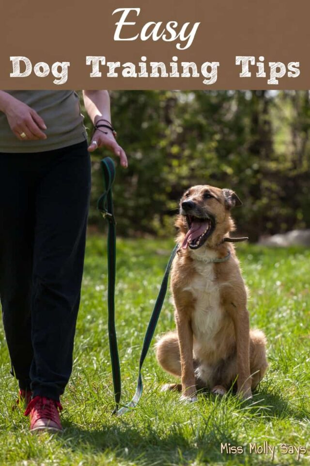 Easy Dog Training Tips - Miss Molly Says