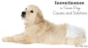 Incontinence in Senior Dogs | Causes and Solutions - Miss Molly Says