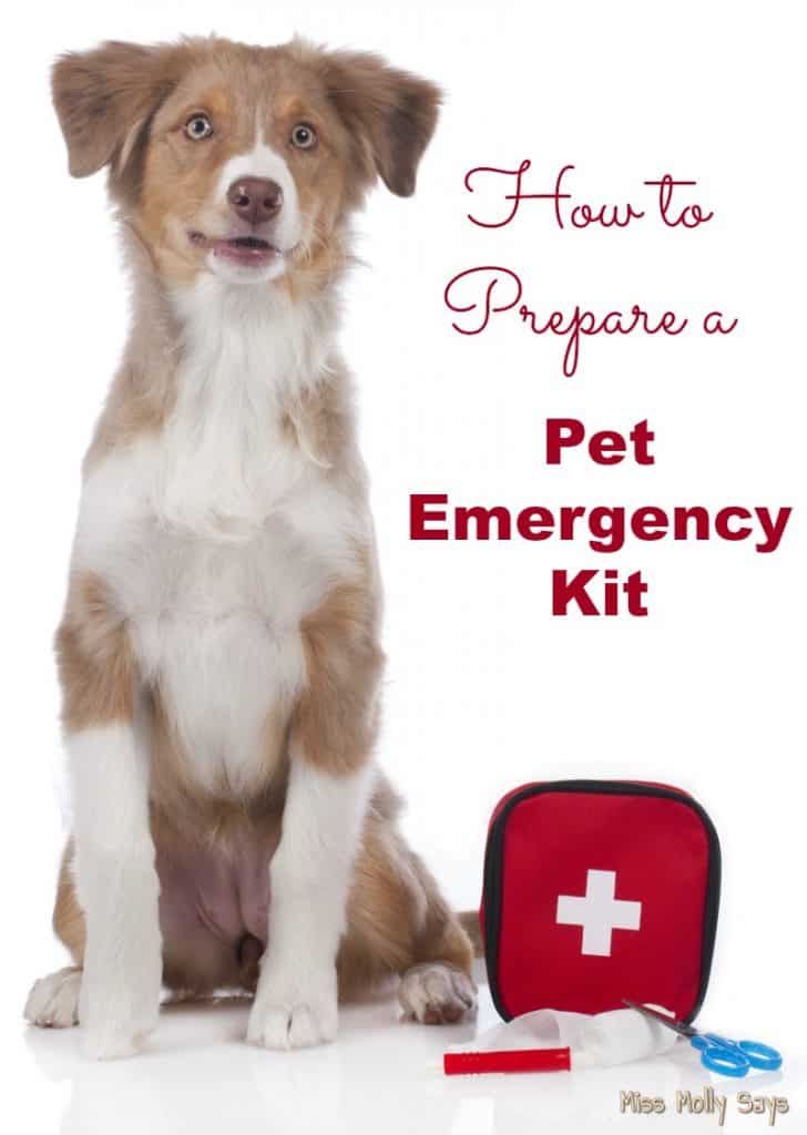 How to Prepare a Pet Emergency Kit - Miss Molly Says