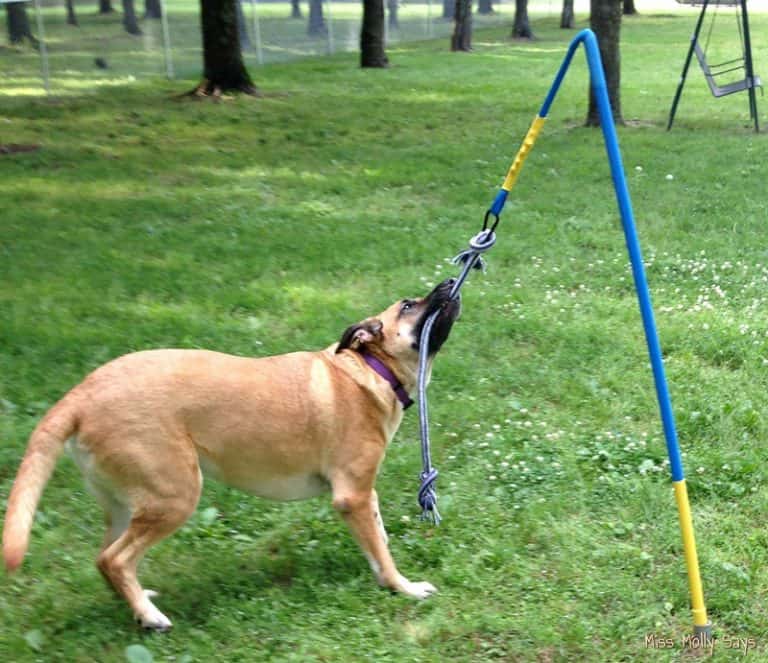 Tether Tug Dog Toy for Endless Hours of Play and Exercise! - Miss Molly ...
