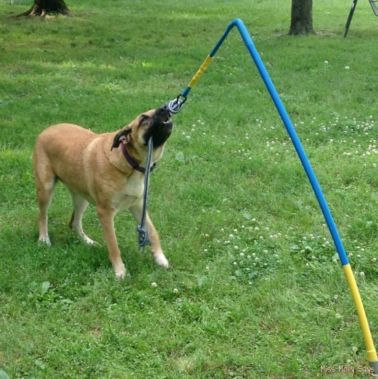 Tether Tug Dog Toy for Endless Hours of Play and Exercise! - Miss Molly ...