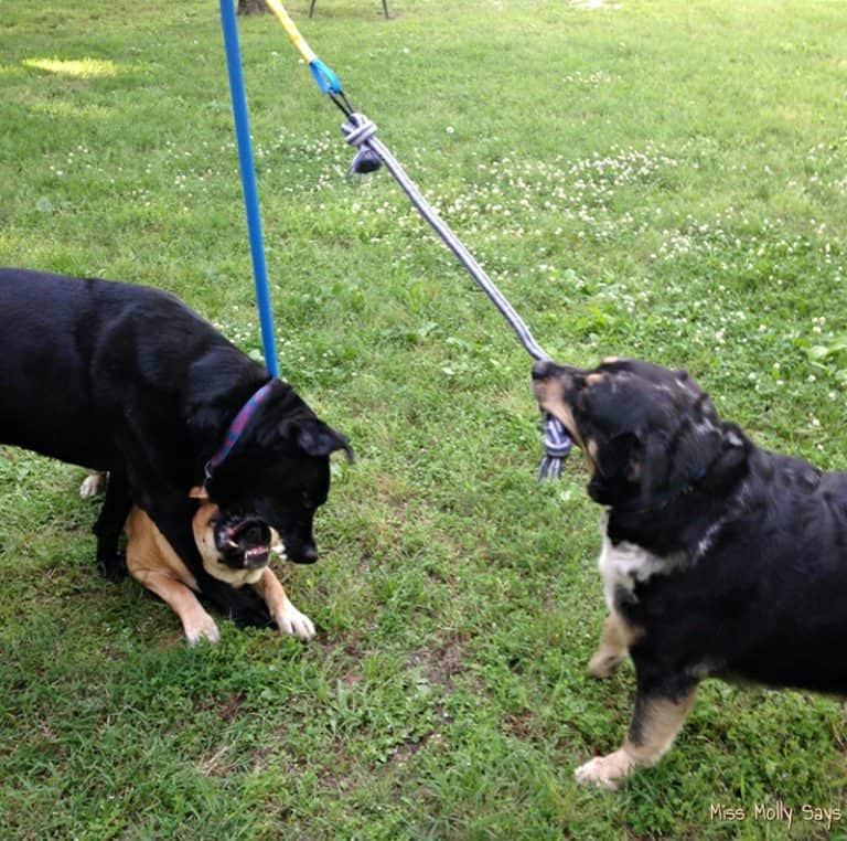 Tether Tug Dog Toy for Endless Hours of Play and Exercise! - Miss Molly ...