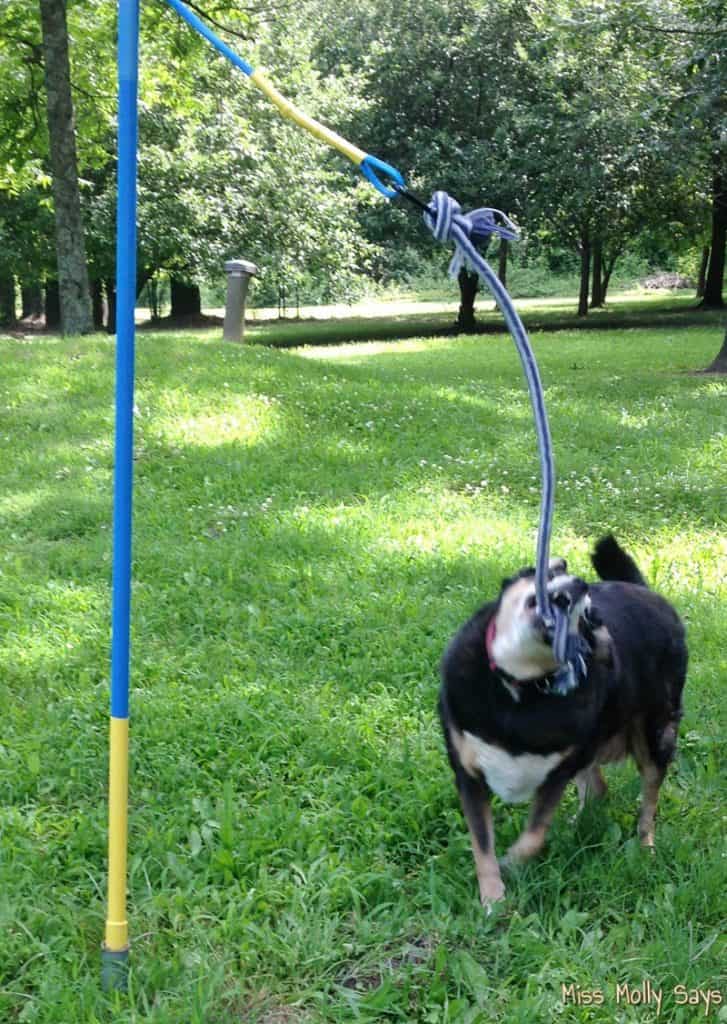 Tether Tug Dog Toy for Endless Hours of Play and Exercise! - Miss Molly ...