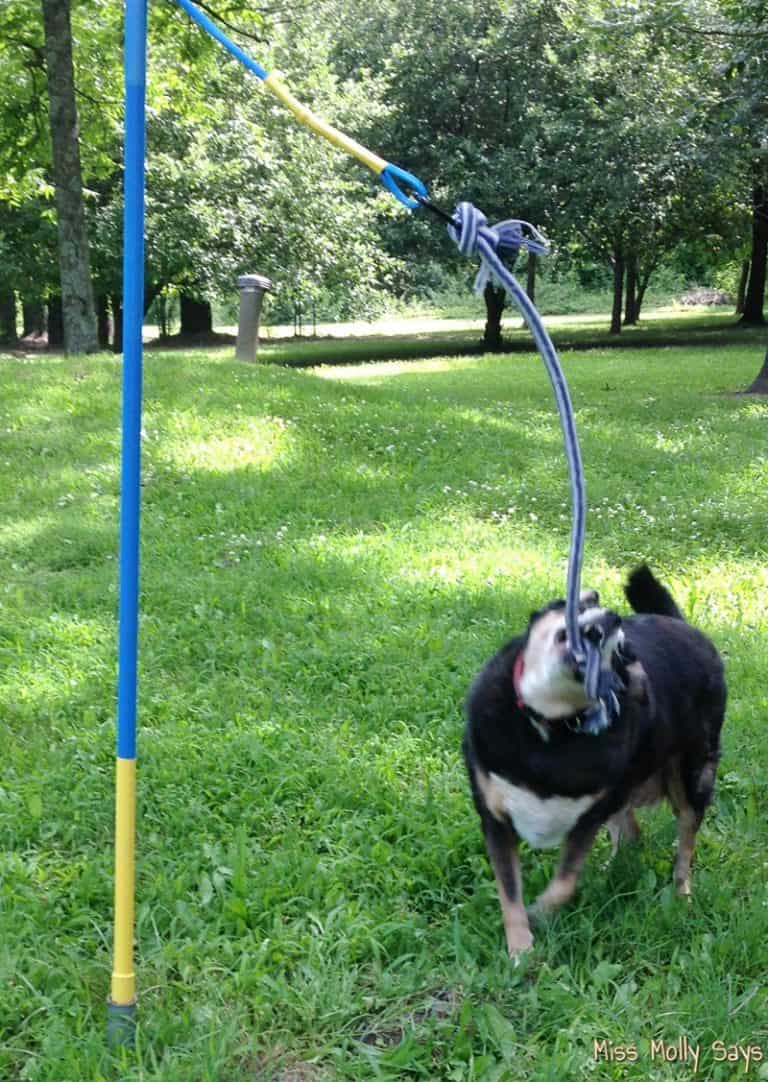 Tether Tug Dog Toy for Endless Hours of Play and Exercise! - Miss Molly ...