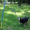 Tether Tug Dog Toy for Endless Hours of Play and Exercise! - Miss Molly ...