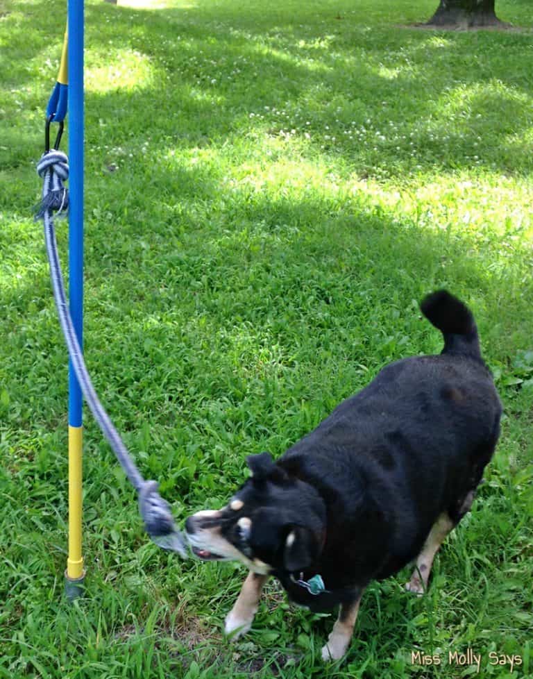 Tether Tug Dog Toy for Endless Hours of Play and Exercise! - Miss Molly ...