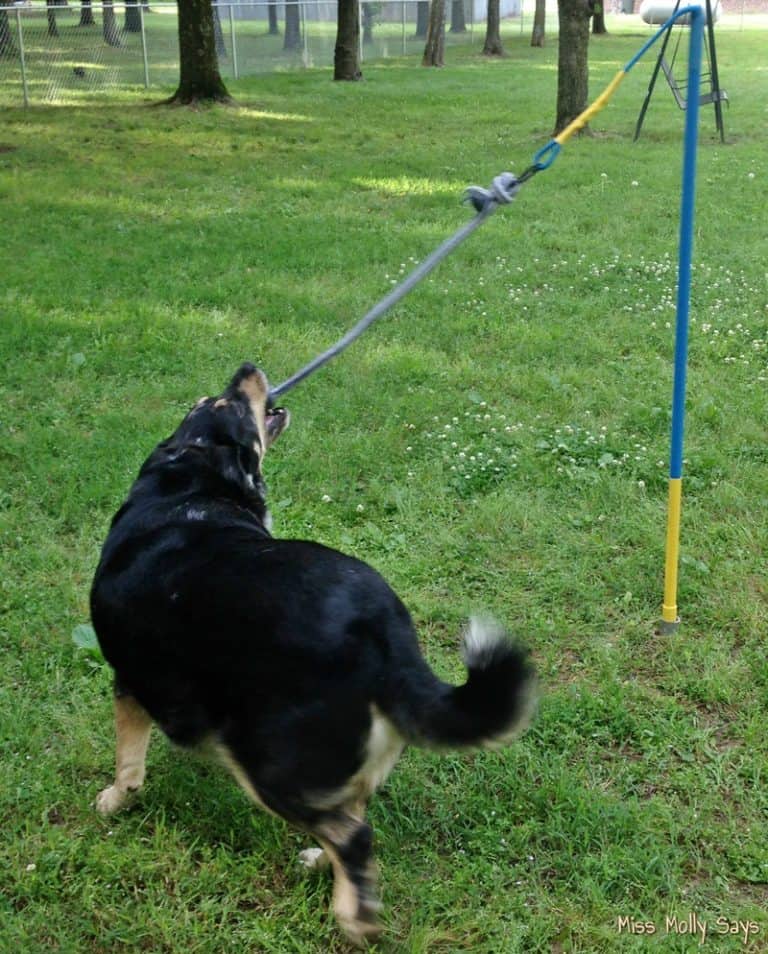 Tether Tug Dog Toy for Endless Hours of Play and Exercise! - Miss Molly ...