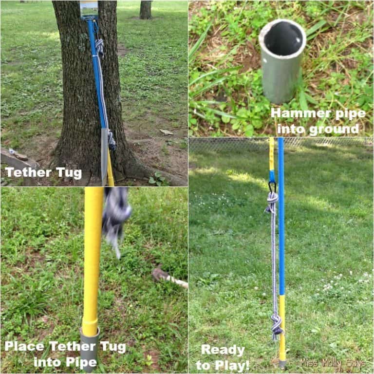 Tether Tug Dog Toy for Endless Hours of Play and Exercise! - Miss Molly ...