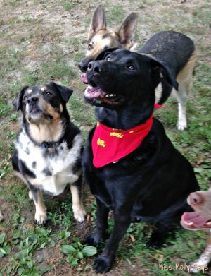 #BeefUpYourSummer with Pup-Peroni Dog Treats and Fun Active Games ...