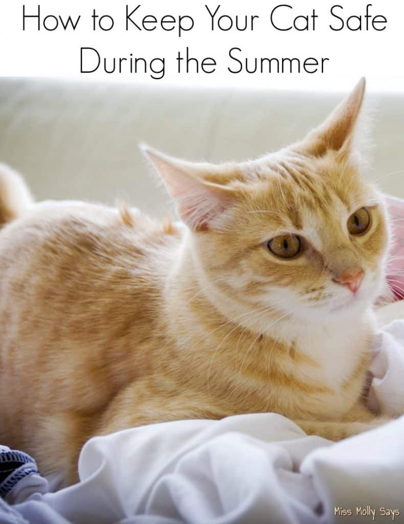 How to Keep Your Cat Safe During the Summer - Miss Molly Says