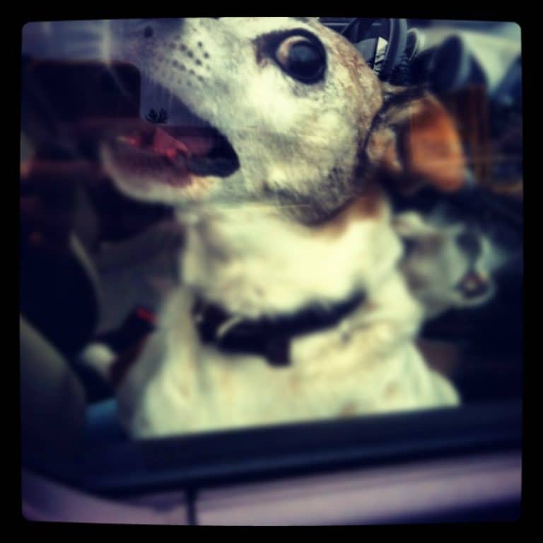 8 Tips for Pet Proofing Your Car - Miss Molly Says