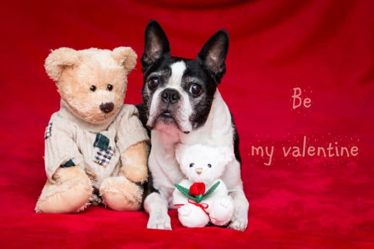 Pamper Your Pets For Valentine's Day - Miss Molly Says
