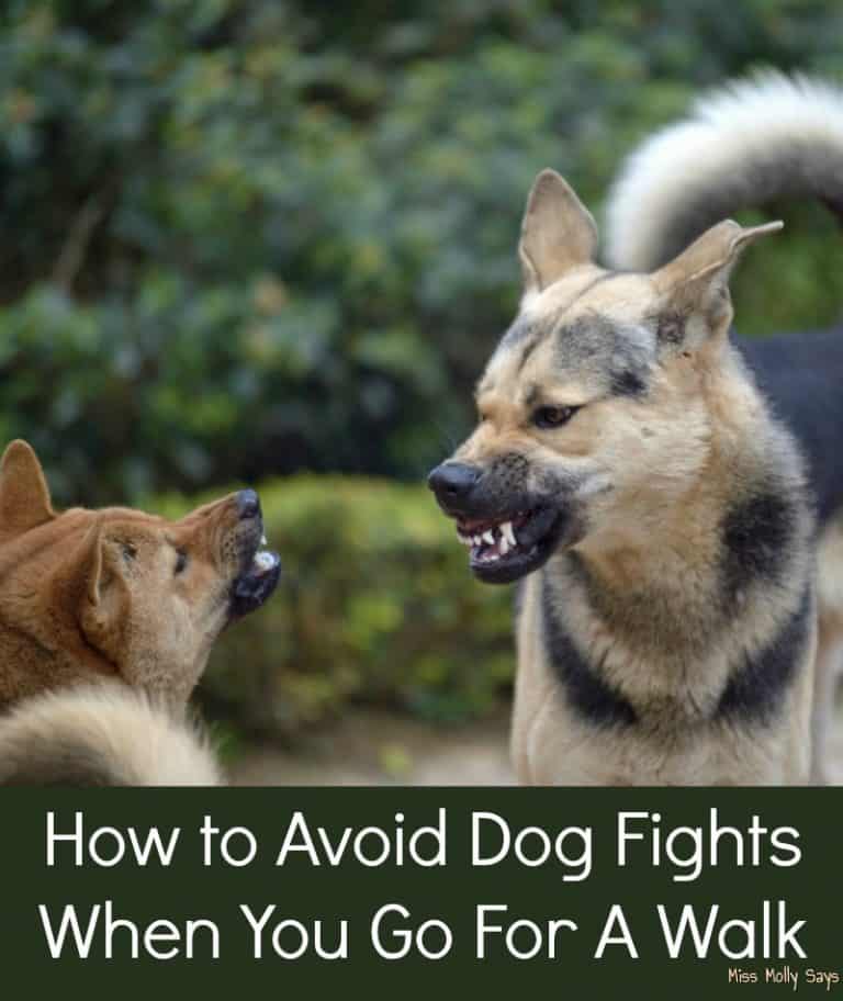 How to Avoid Dog Fights When You Go For A Walk - Miss Molly Says
