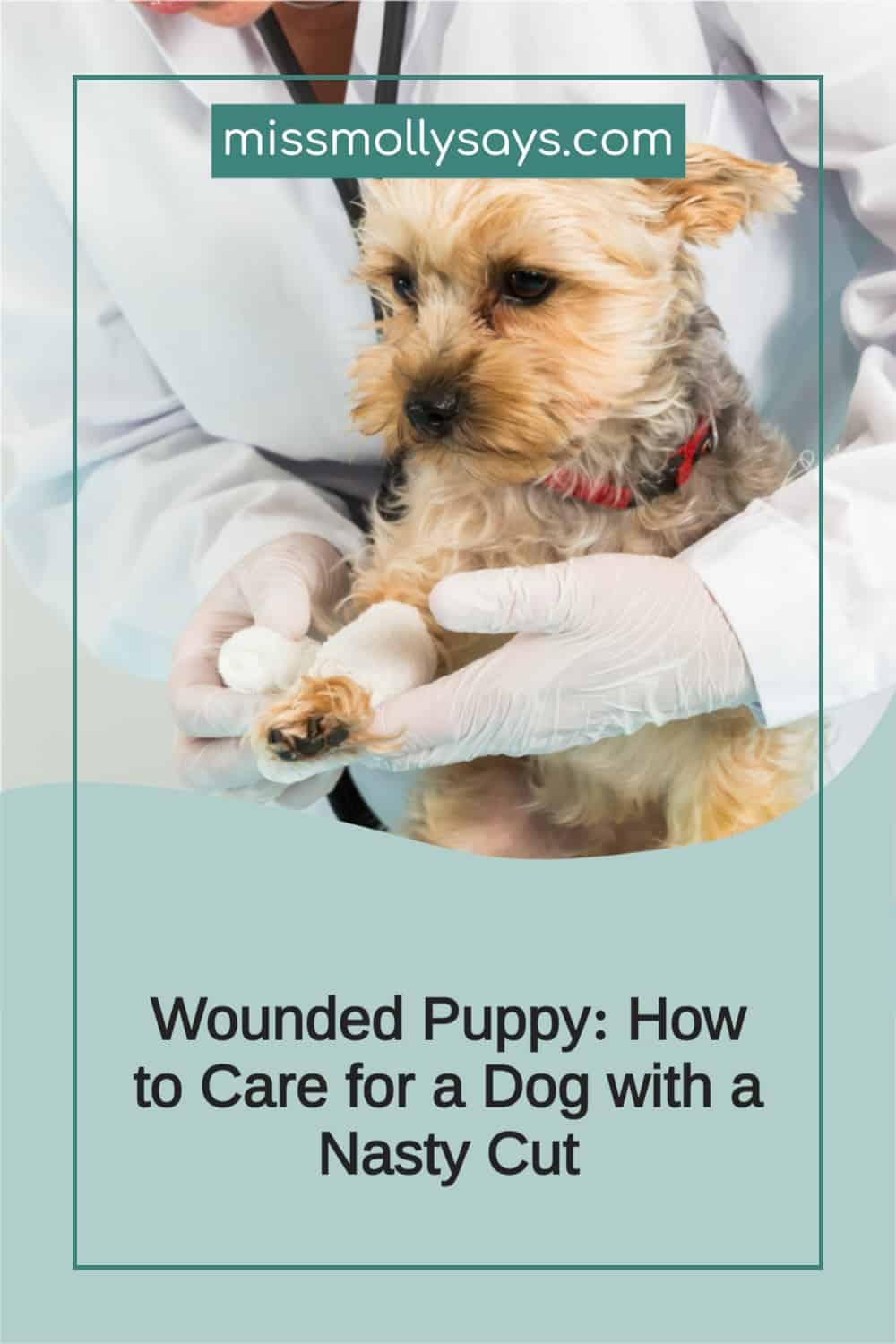 Wounded Puppy: How to Care for a Dog with a Nasty Cut - Miss Molly Says