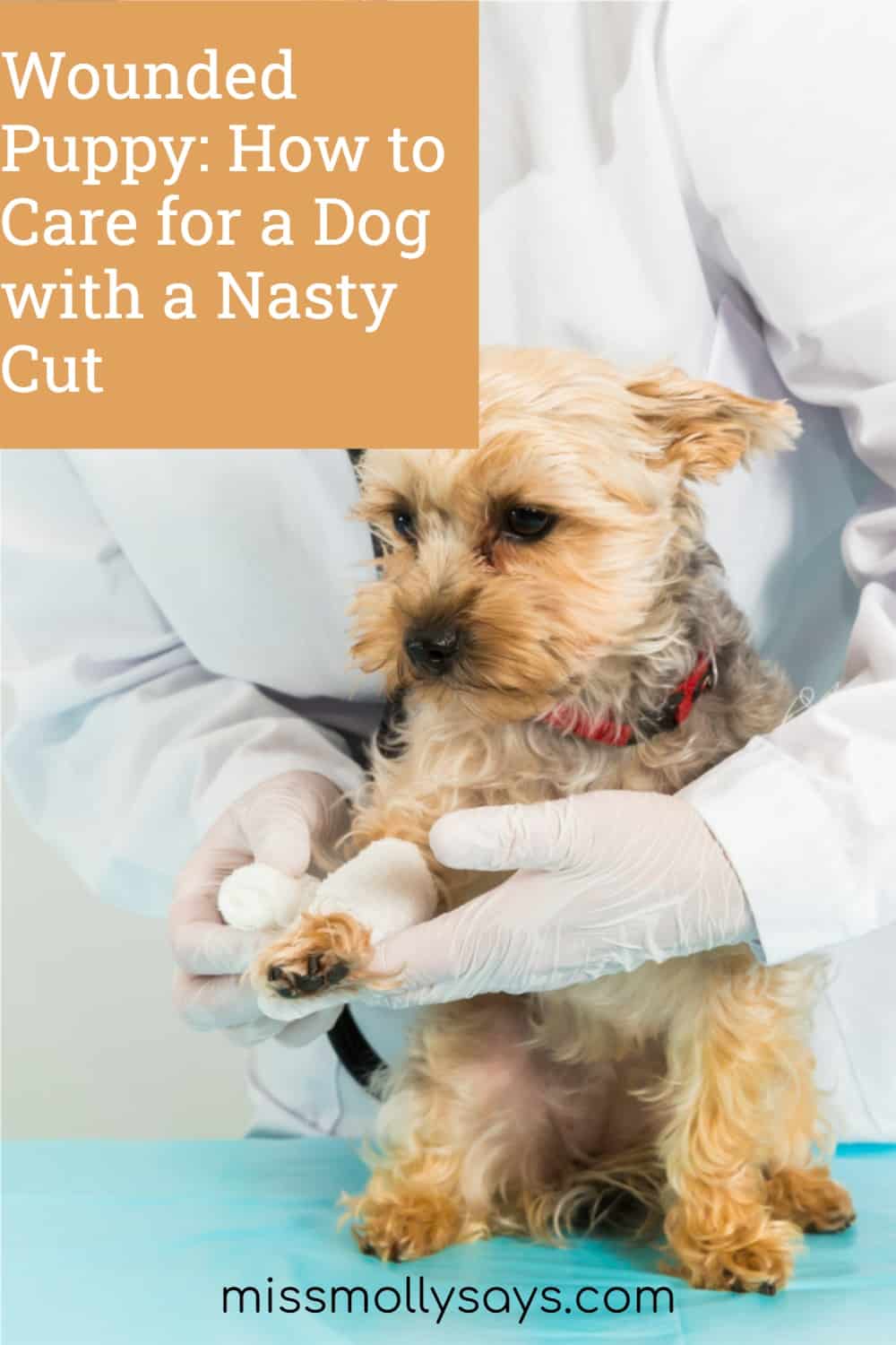 Wounded Puppy: How to Care for a Dog with a Nasty Cut - Miss Molly Says