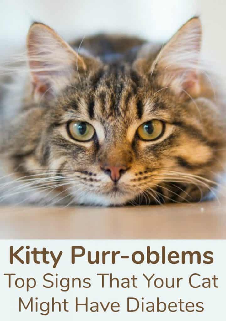 Kitty Purr-oblems: Top Signs That Your Cat Might Have Diabetes - Miss ...