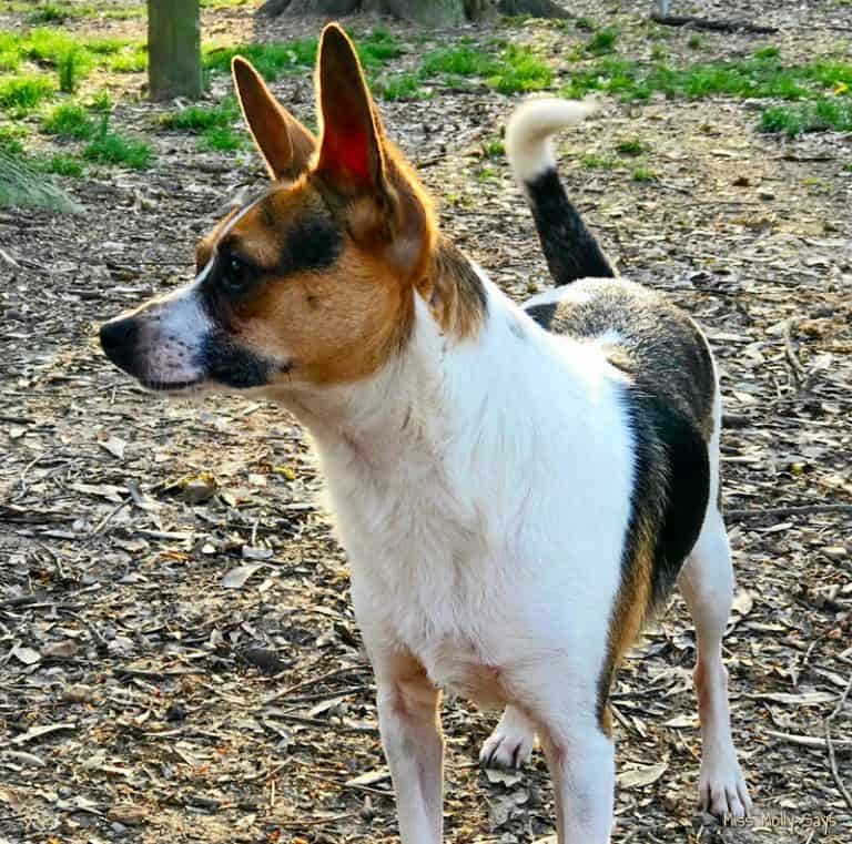 Rat Terrier Dog Breed Facts: What You Need to Know