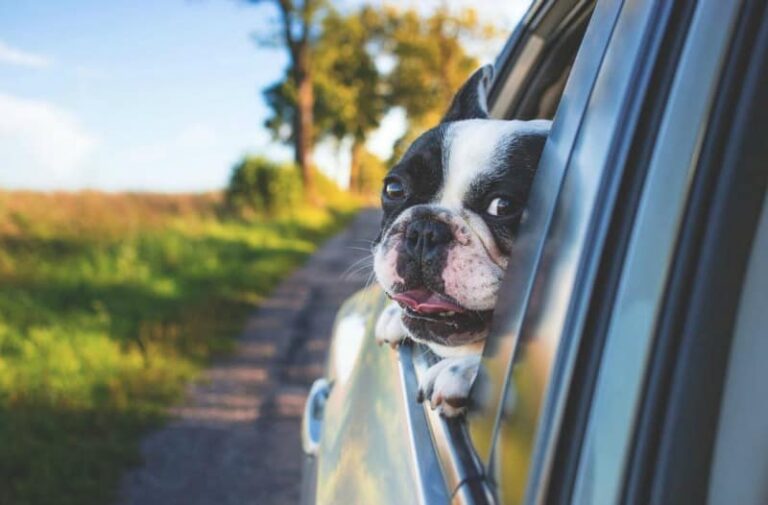 Petmobile: the Best Cars to Buy for Animal Lovers - Miss Molly Says
