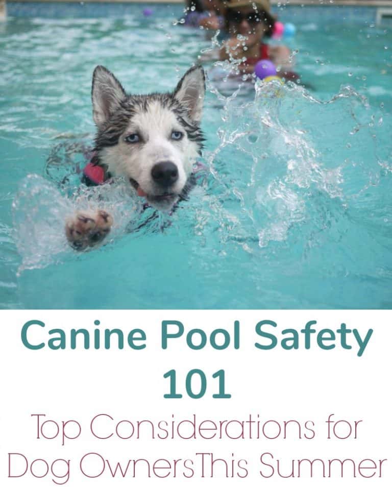 Canine Pool Safety 101: Top Considerations for Dog Owners