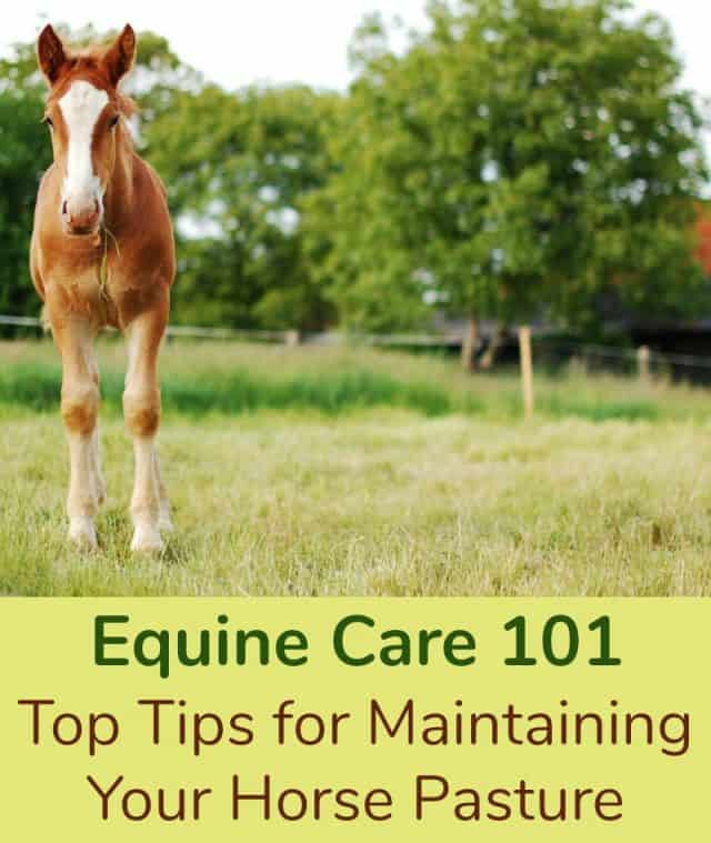 Equine Care 101: Top Tips for Maintaining Your Horse Pasture