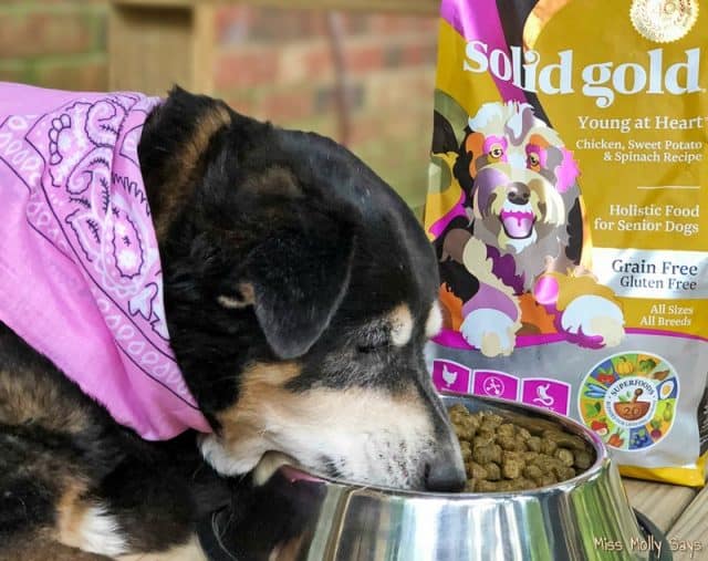 Solid Gold Holistic Pet Nutrition Keeps Your Pet Healthy & Happy