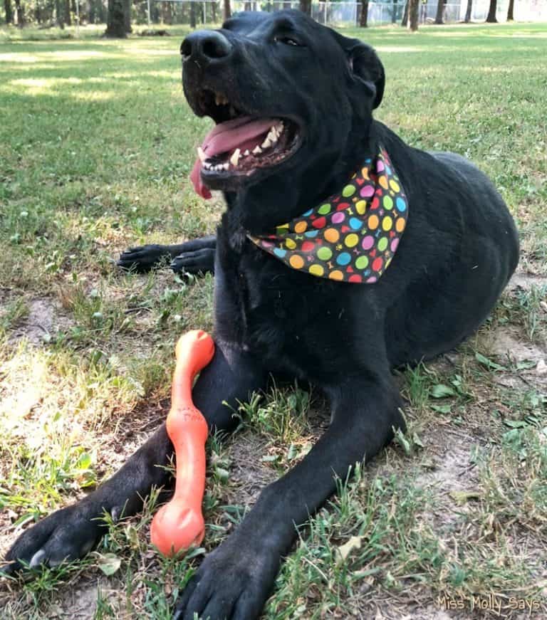 West Paw's Zwig Zogoflex Echo Dog Toy is the Perfect Dog Toy