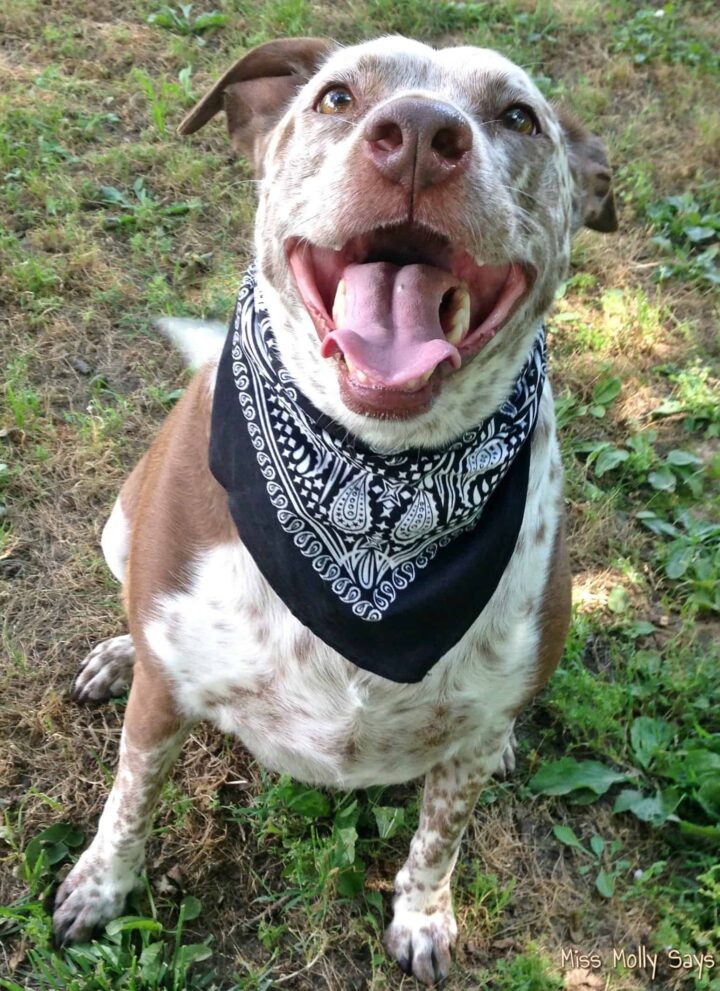 Meet the Pack at Miss Molly Says! - Miss Molly Says