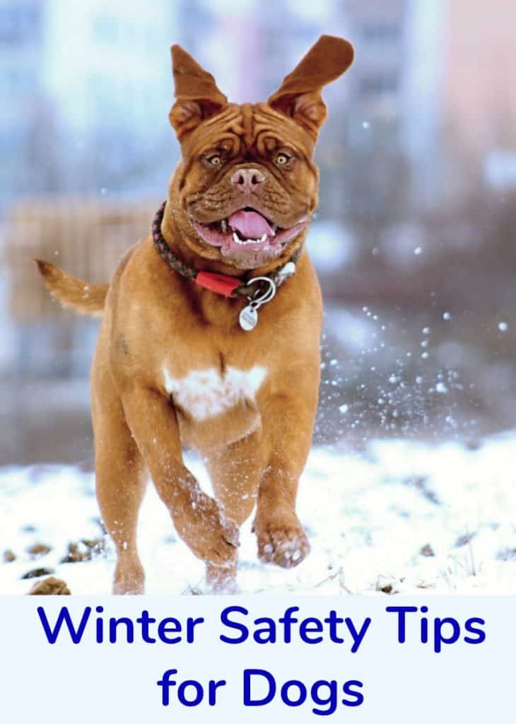 Winter Safety Tips for Dogs - Miss Molly Says