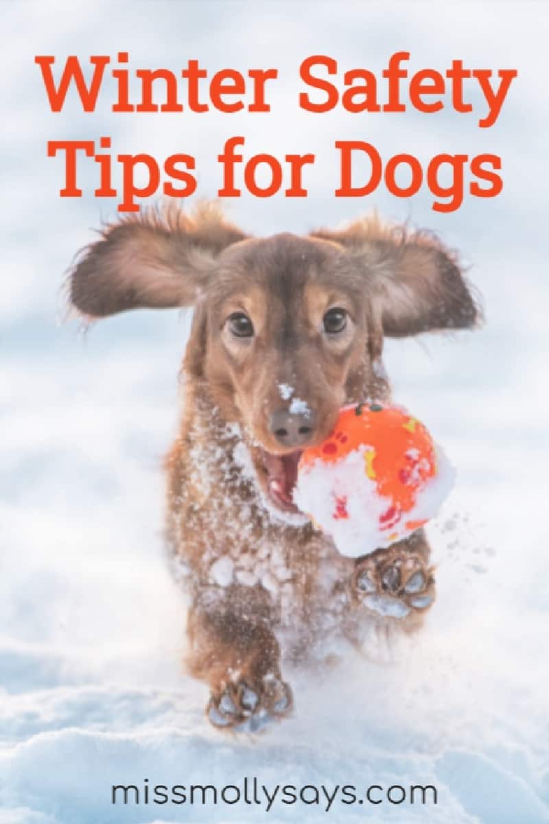 Winter Safety Tips for Dogs - Miss Molly Says