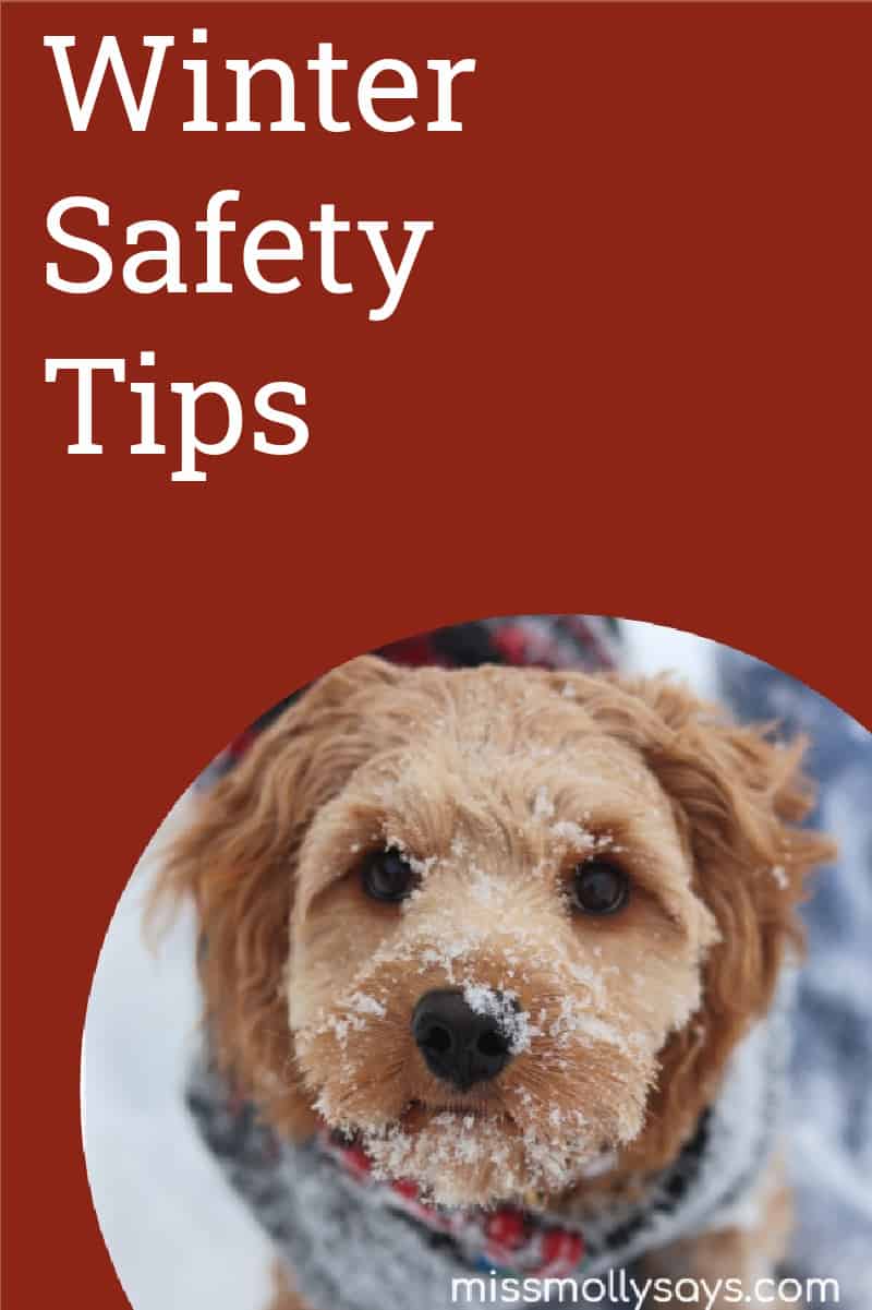 Winter Safety Tips for Dogs - Miss Molly Says