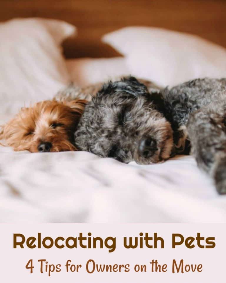 Relocating with Pets: 4 Tips for Owners on the Move - Miss Molly Says